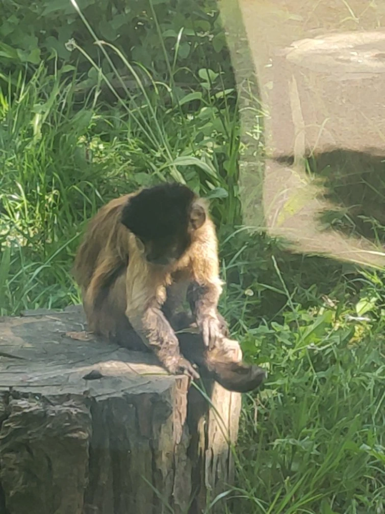 Monke | Fandom