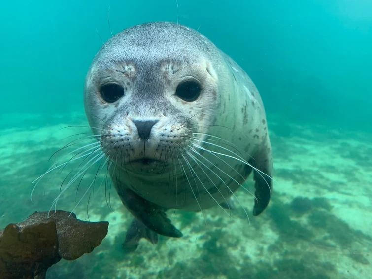 goofy ass seal | Fandom