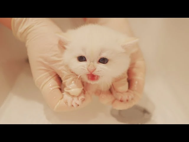 Mewwwww🐈 | Fandom