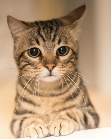 Favourite animal? | Fandom