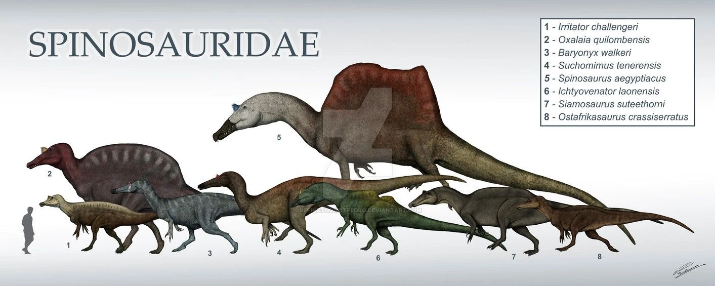 Rate the spinosauridae reconstructions | Fandom