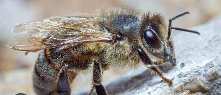 The vector bee truth | Fandom