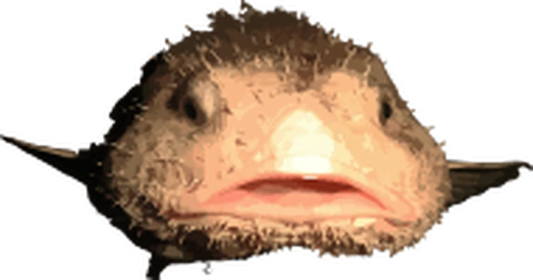 face reveal real | Fandom