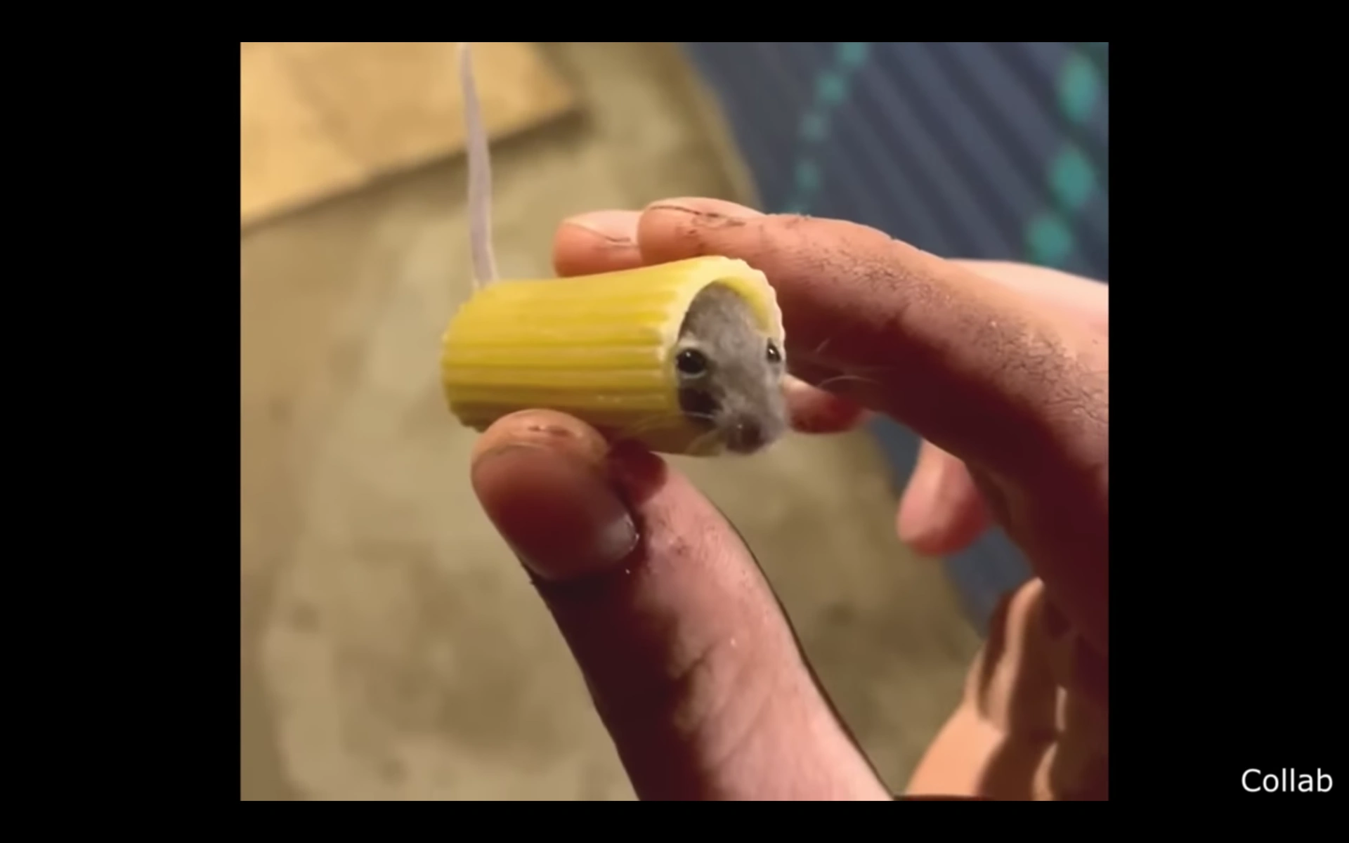 Mouse Pasta | Fandom