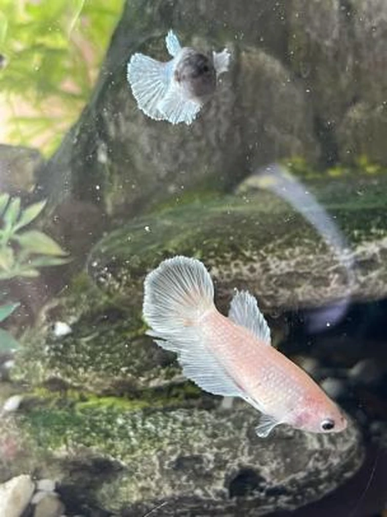 MEET OUR NEW BETTA FISH: Nene Yashiro !! | Fandom