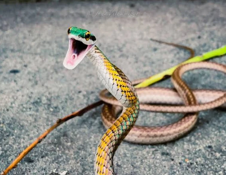 Snake creature concept, | Fandom