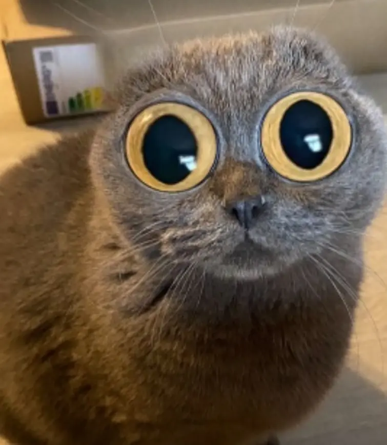 SIIIIIIIGN Sneeb and oc interactions/lore anyone? Please? | Fandom