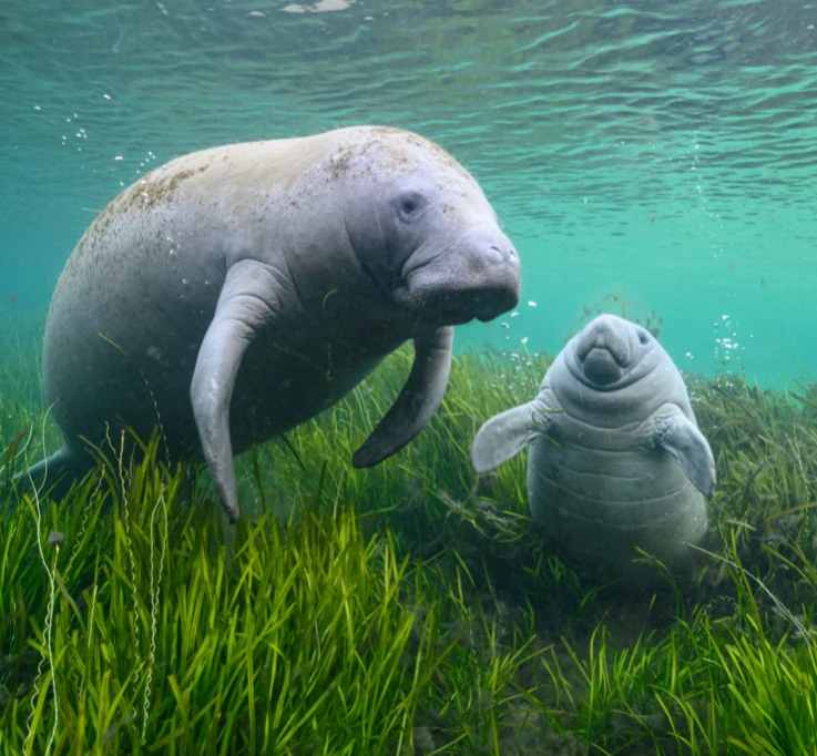 manatee | Fandom