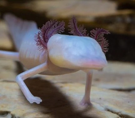 Olms (((The animal)) are far more introverted than any of you peasants | Fandom