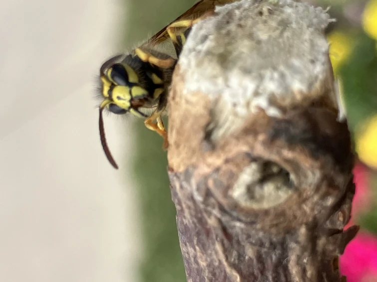 What moth like creatures do we have? | Fandom