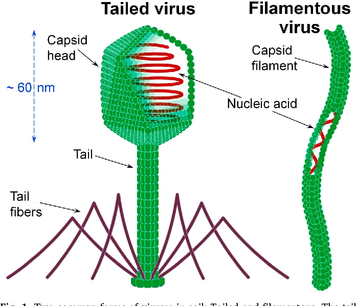 The Keeper looks like a rod virus | Fandom
