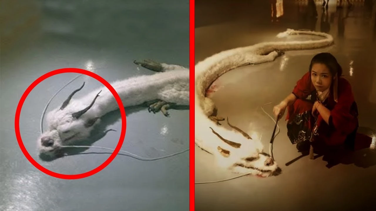 Avistamientos De Dragones Reales Dragones Captados En Cámara En La