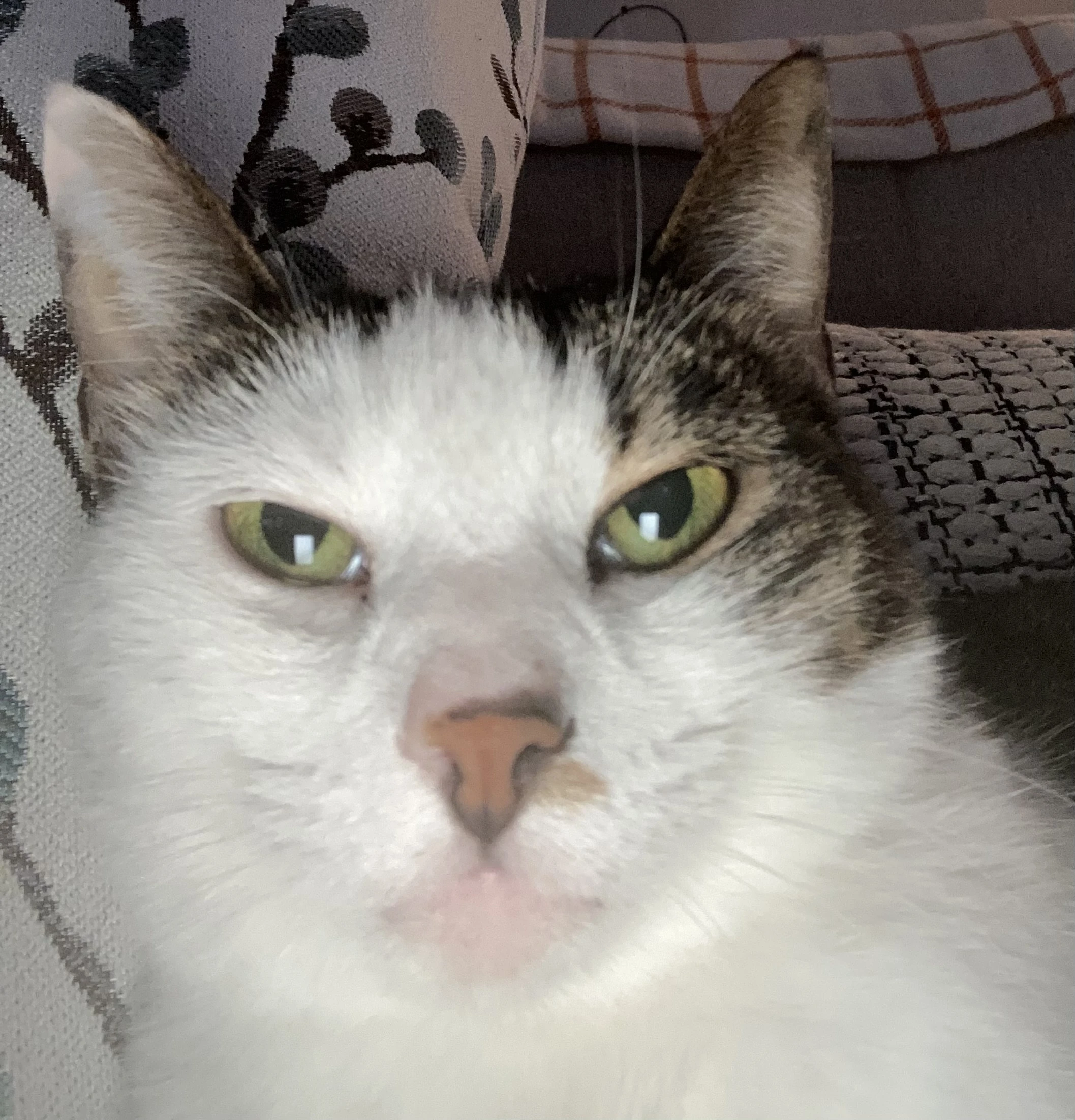 Cat jumpscare | Fandom