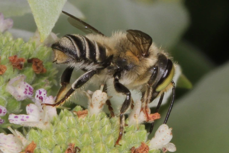 beezu's redesign... | Fandom