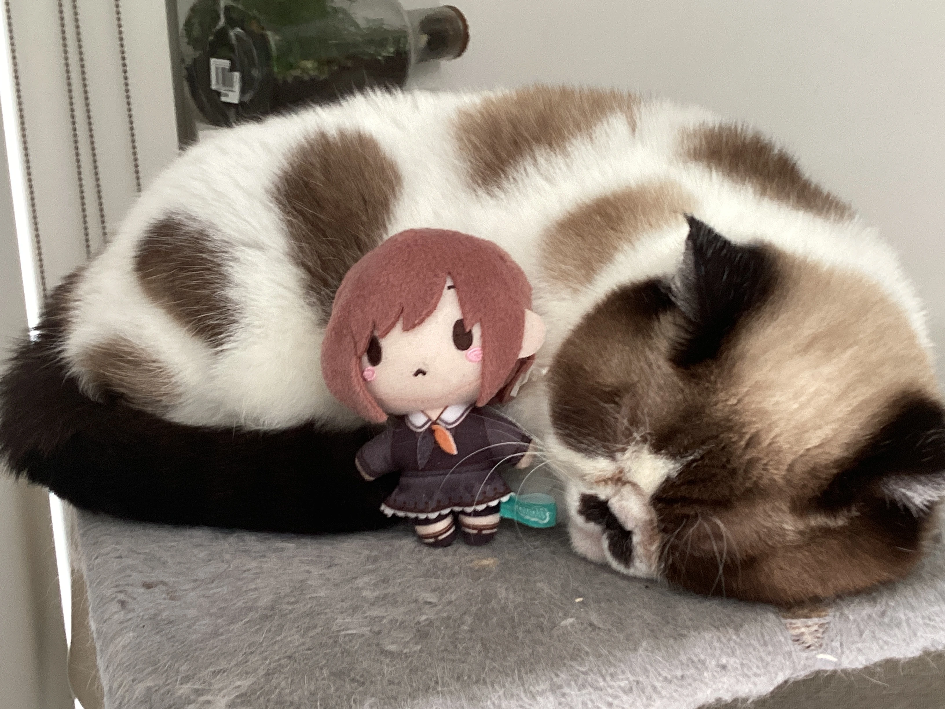 ena and my cat | Fandom