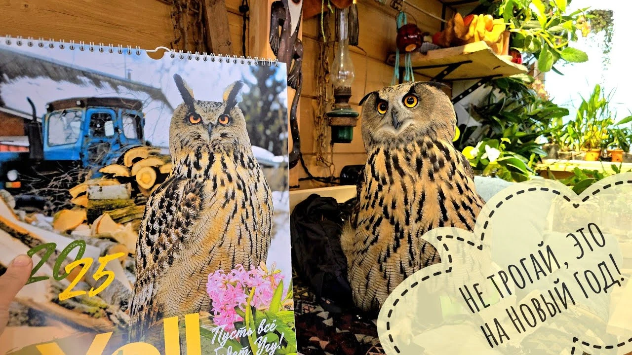 Yoll sees the new calendar and she is mad | Fandom