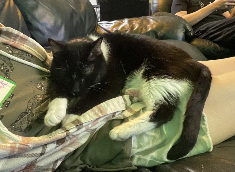 There’s a kitty cat on mee | Fandom