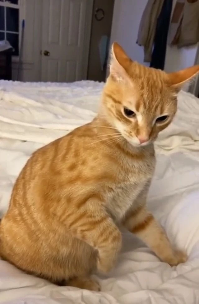 This cat looks like Akito Shinonome | Fandom