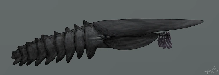 Aegirocassis benmoulai drawing | Fandom