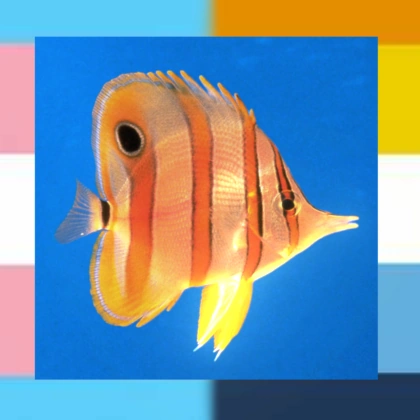 Does transgender and aroace thing | Fandom