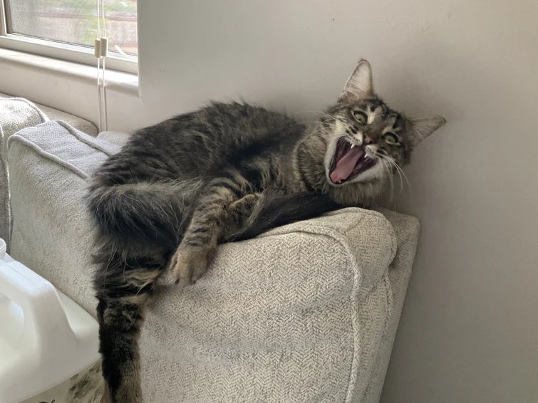 mice squeak squeak | Fandom