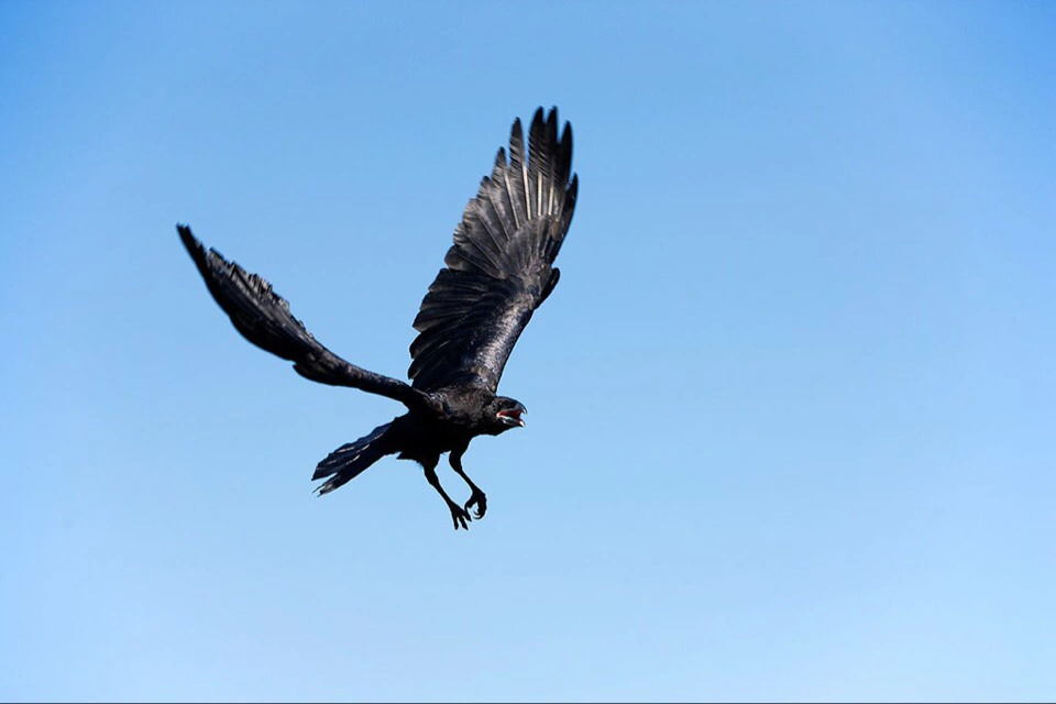 Do you notice Ravenclaw’s representative animal is the raven not eagle ...