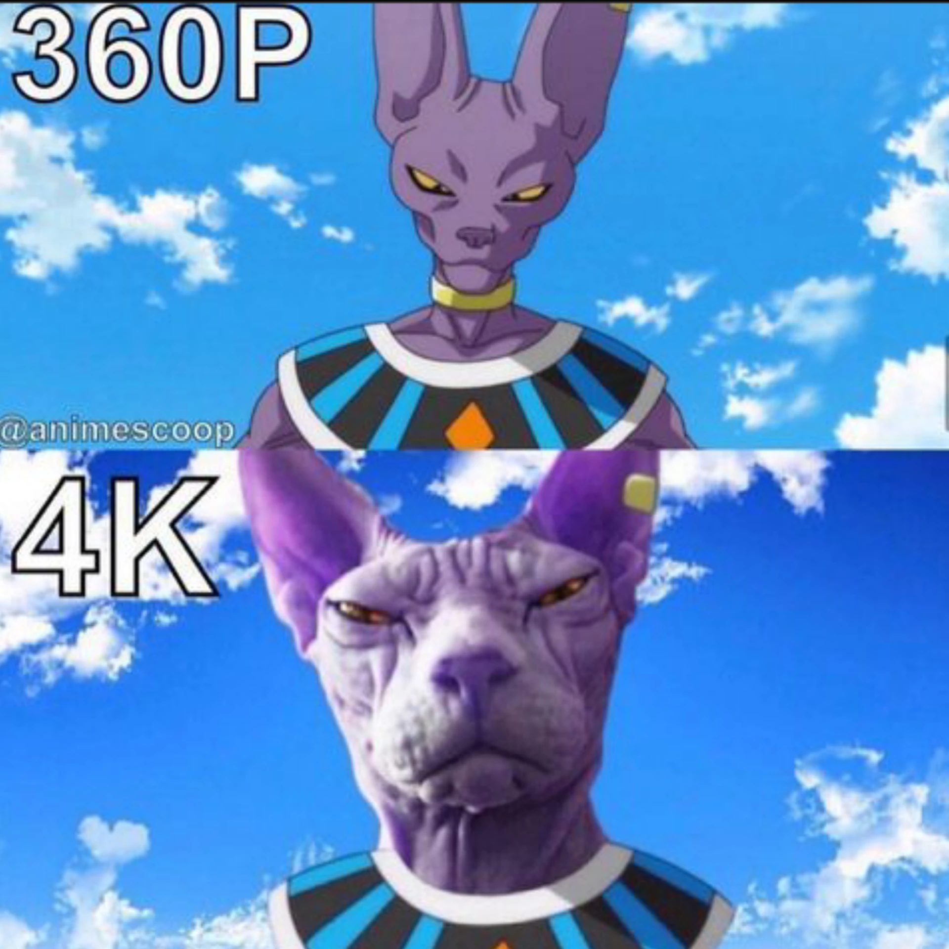 🤣🤣🤣 oh no, i like the HD version of beerus better | Fandom
