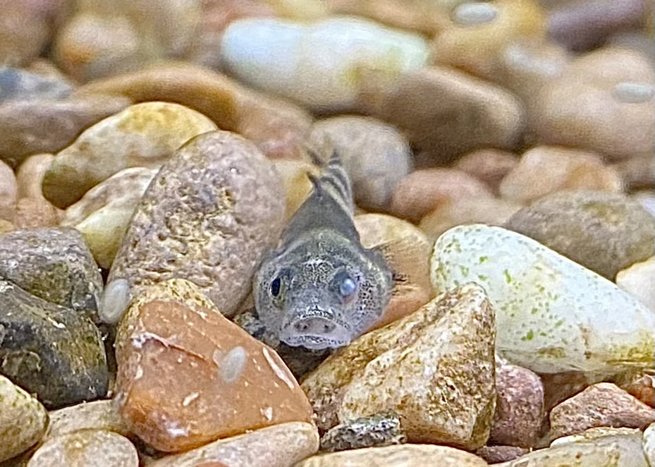 I need fish advise- | Fandom