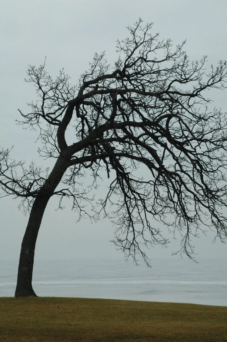 SPOOKY UGLYGRANDMA TREE | Fandom