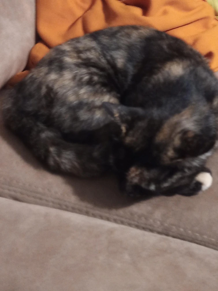 My other cat | Fandom