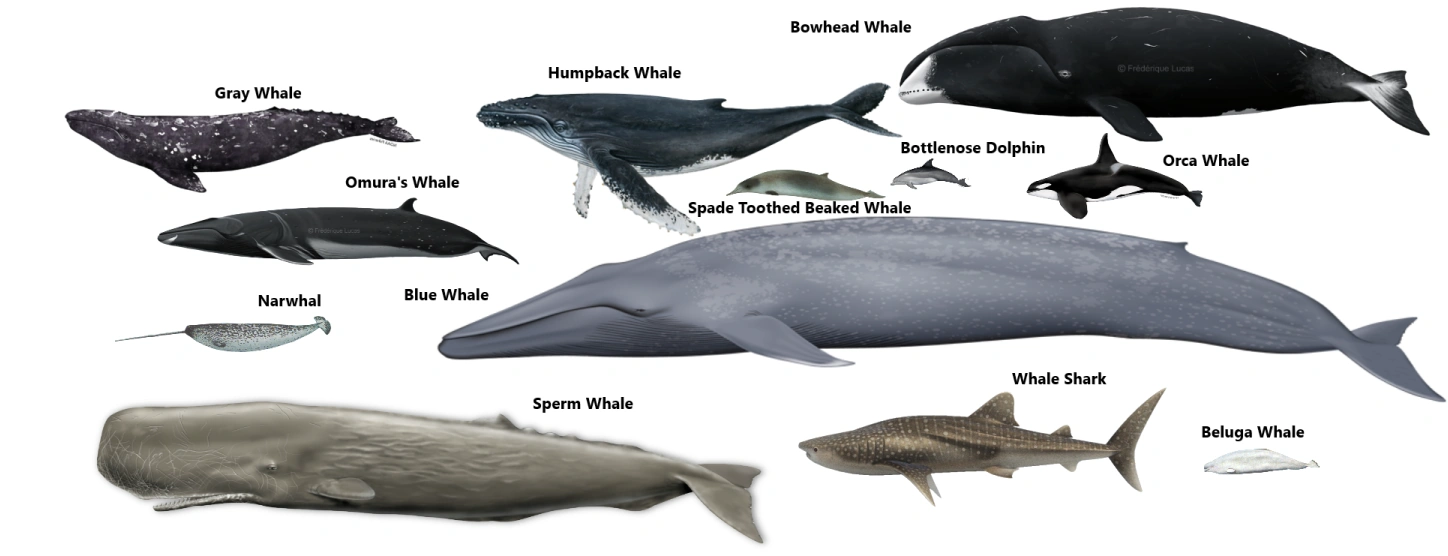 All Whales/Cetaceans or Whale-like Creatures that appeared in the ...