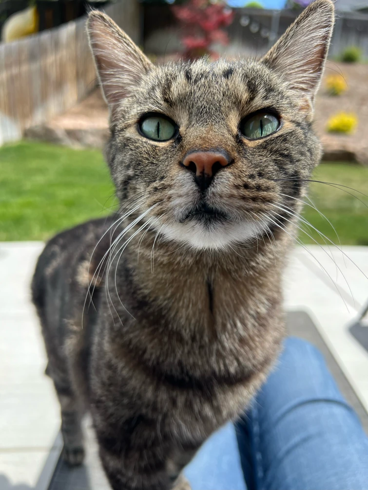 Hi...here's my cat...dimmy (Dim sim) | Fandom