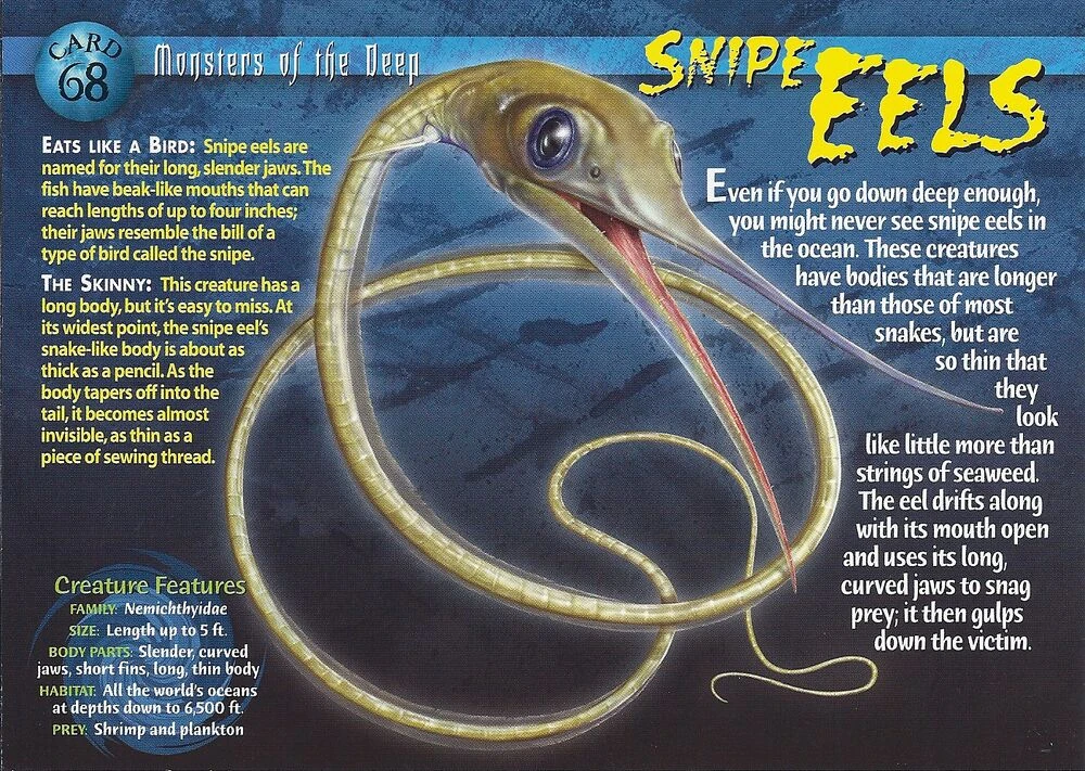 Snipe Eel | Fandom