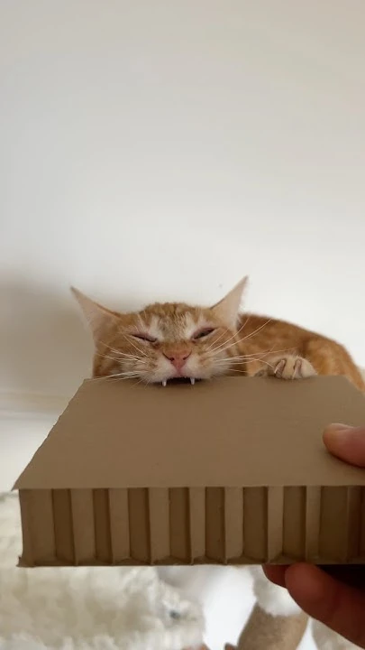 ok ok.hear me out | Fandom