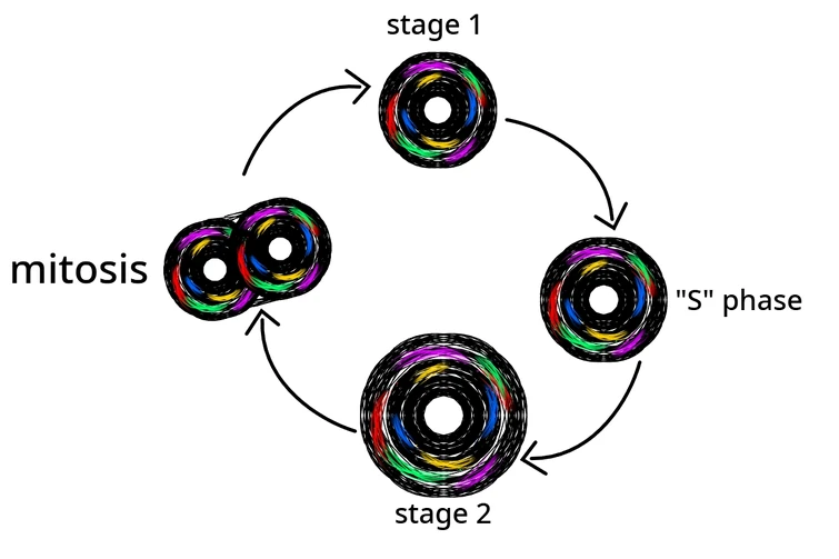 Crash zone cell cycle | Fandom