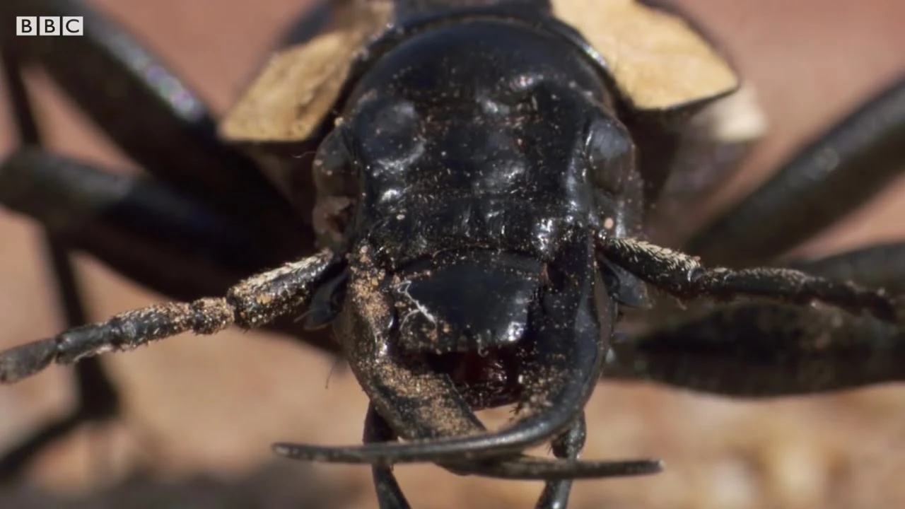 Jerry and his army is so Cute while they fight this big bug | Fandom