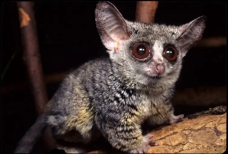Bush Babies! | Fandom