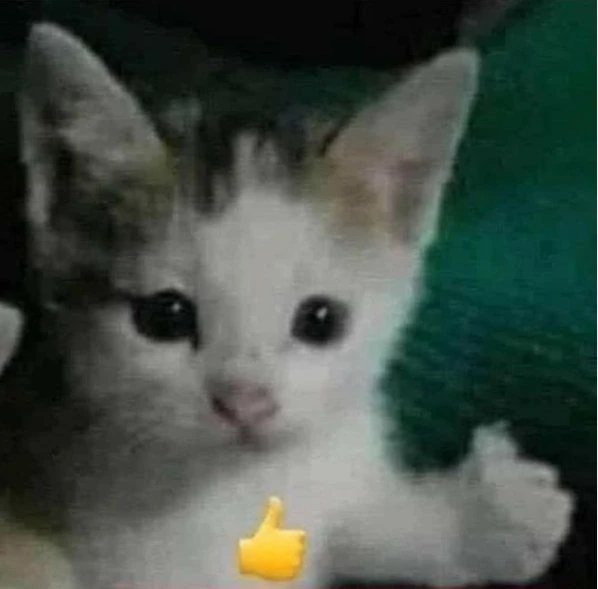 free cute cat pictures (in case of unpleasant events) | Fandom