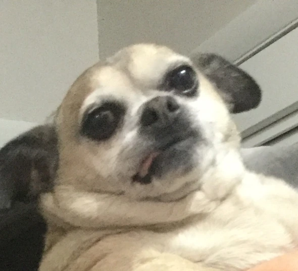 Everyone else is getting a new pfp so here’s a picture of my dog | Fandom