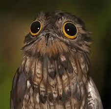 So y’all know that derpy potoo head? Follow-up question, have you seen ...