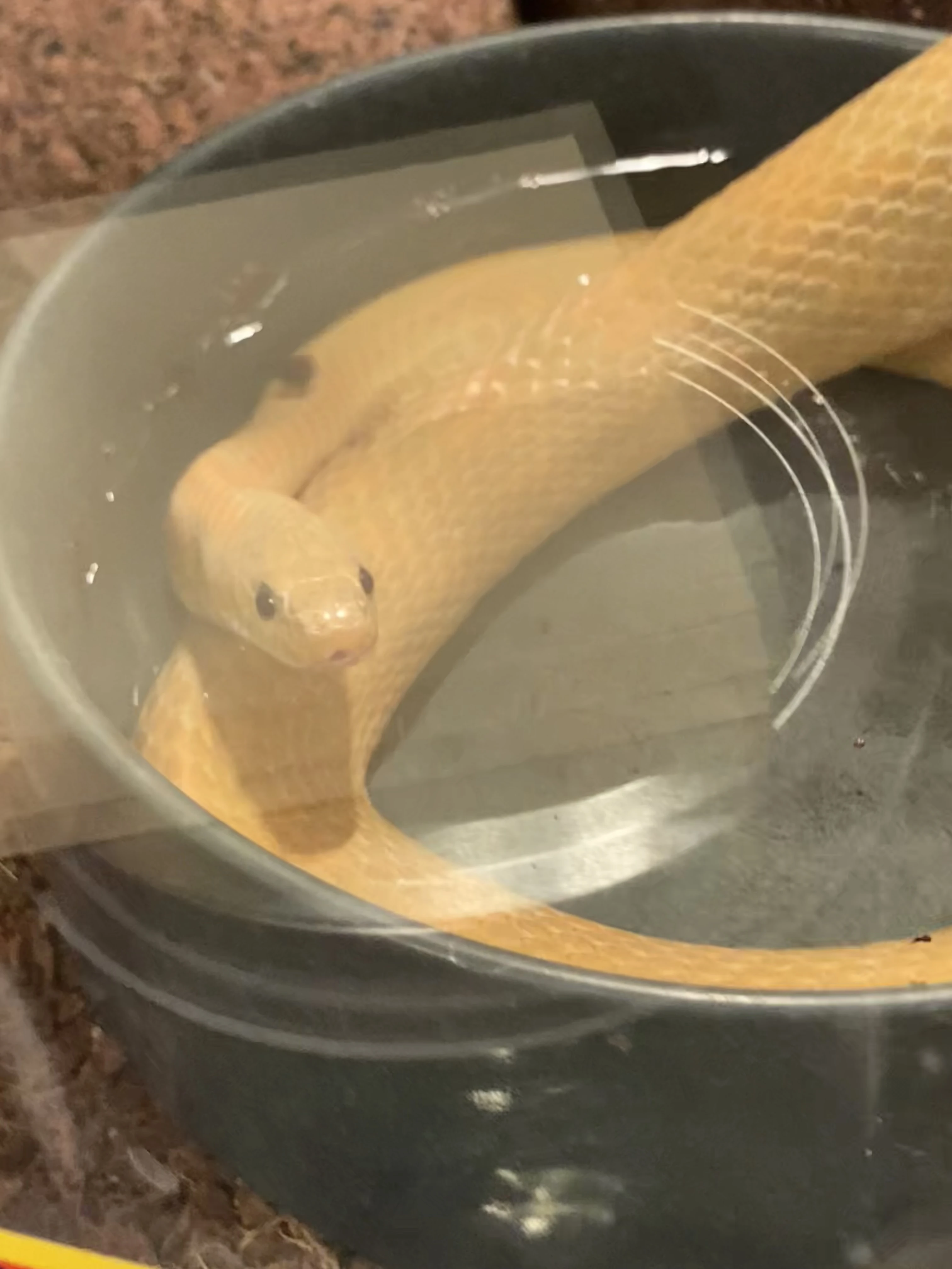 Off topic but I wanna show off my snake | Fandom