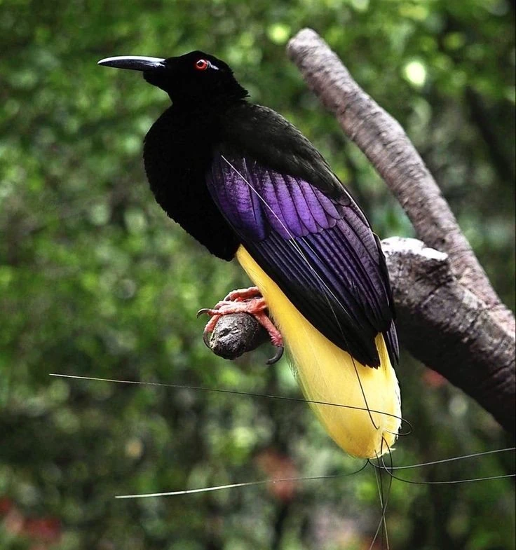 WE NEED MORE BIRDS IN COS. | Fandom