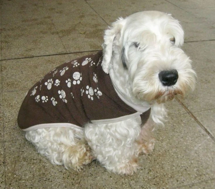 Dog | Fandom