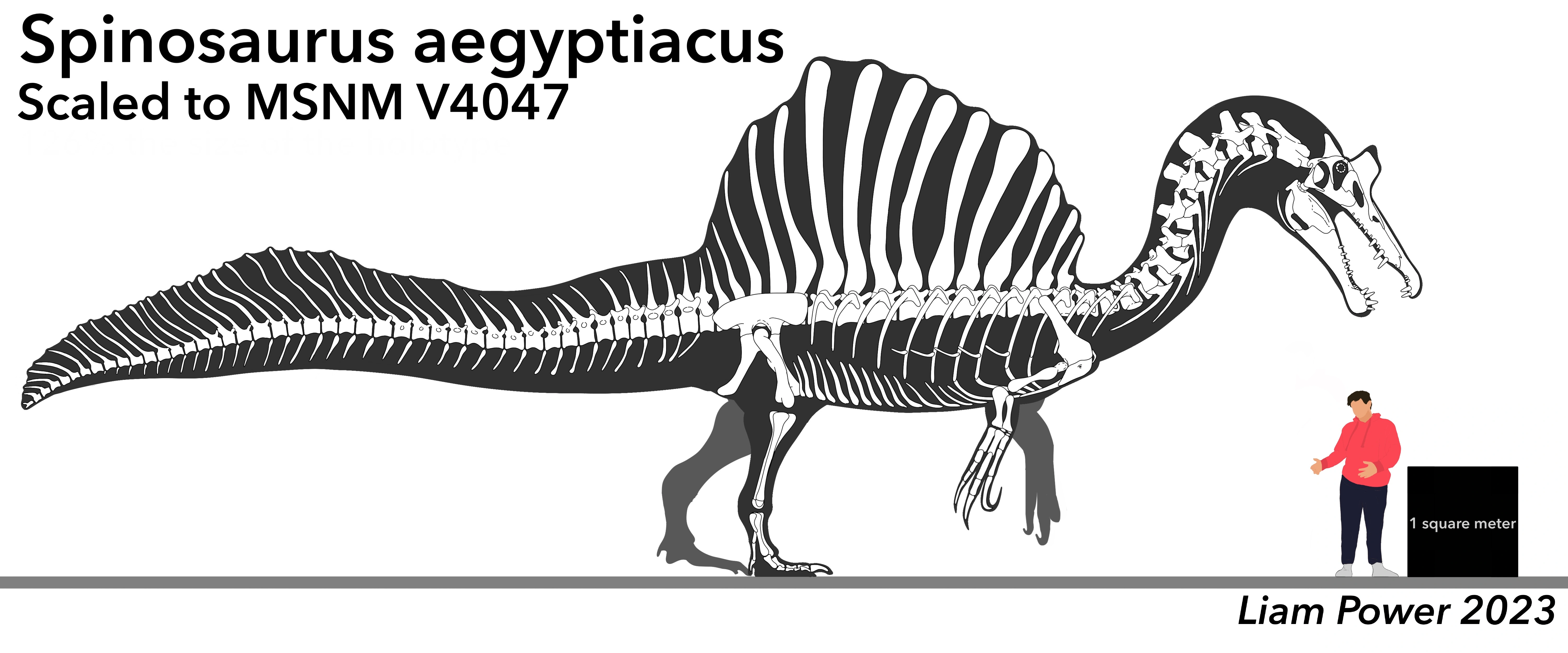Spinosaurus skeletal | Fandom