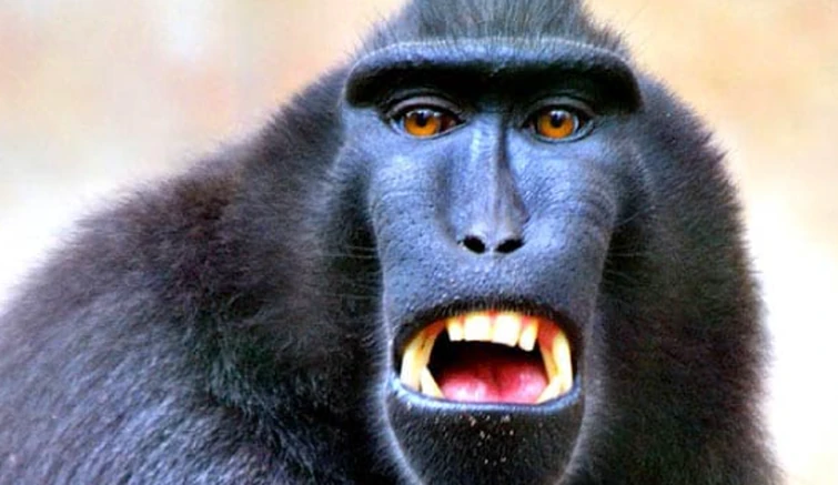 Discuss Everything About Creatures of Sonaria Wiki | Fandom