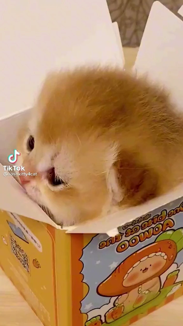 does anyone know what cat breed big poo is? (serious) | Fandom