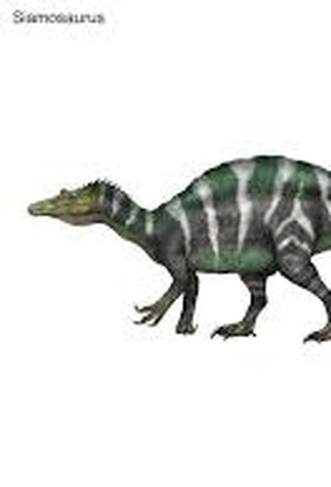 Siamosaurus vs styracosaurus | Fandom