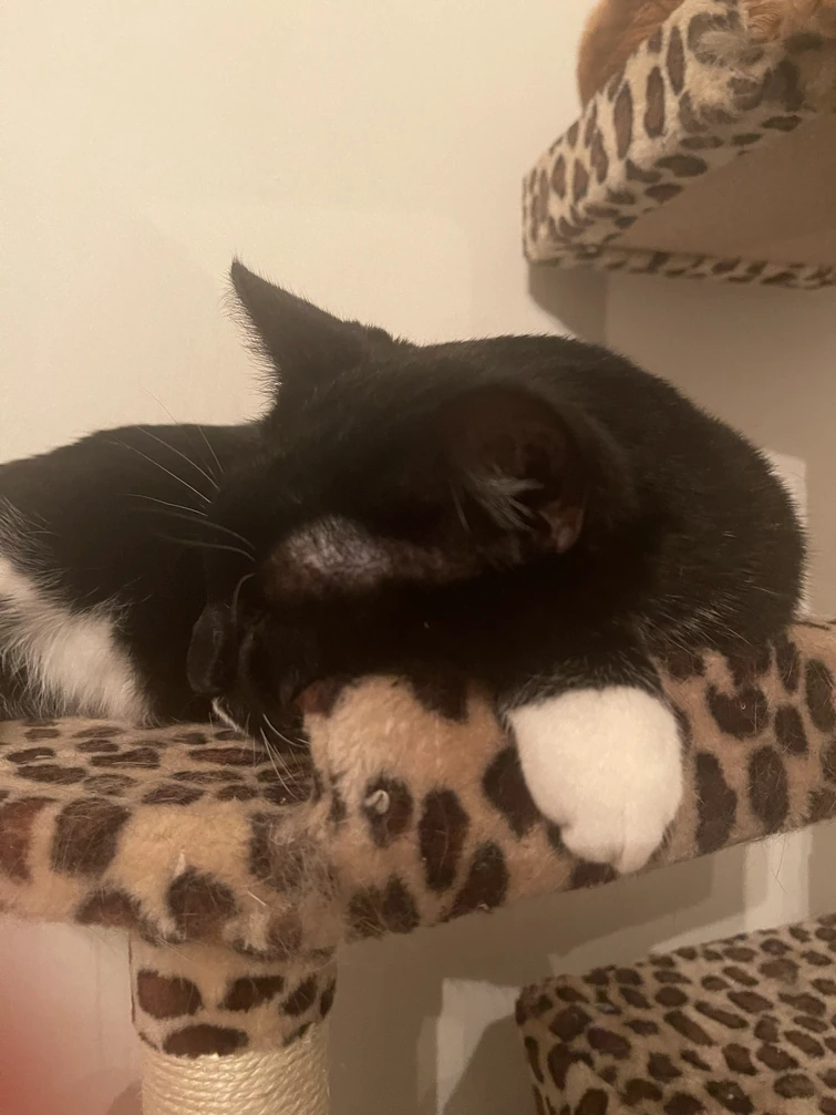 I have husk in real life | Fandom