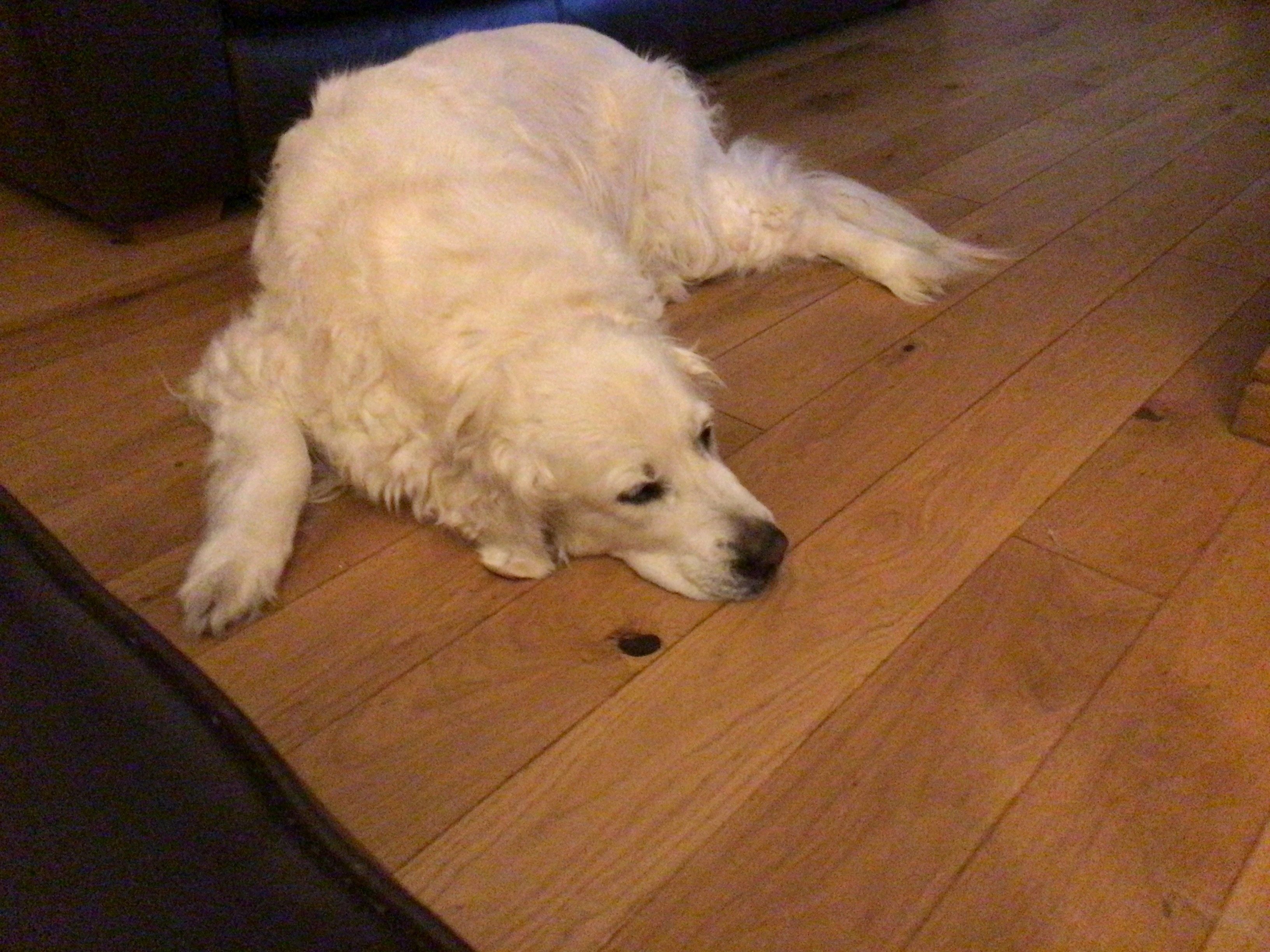 idk what to post so have a picture of my dog | Fandom