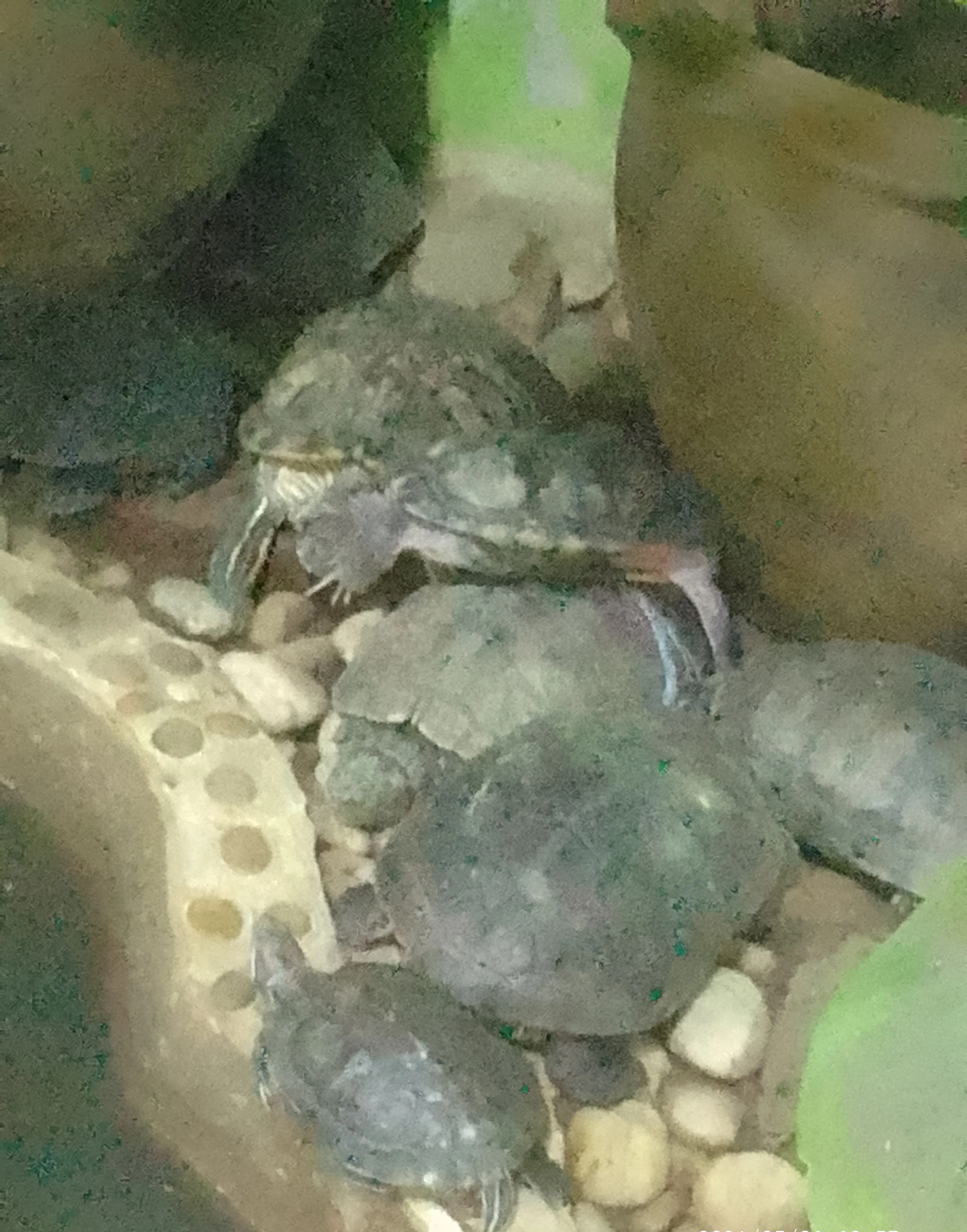 restaurant turtles | Fandom